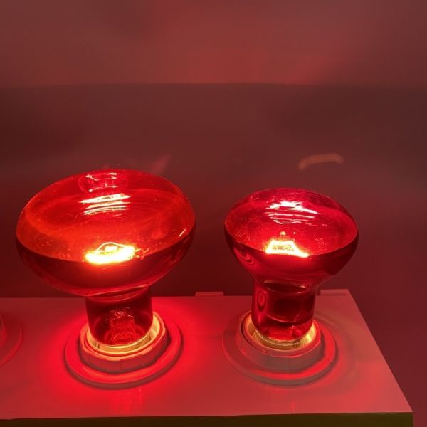 Quality Collesun E26 E27 Infrared Turtle Heat Lamp 220V 110V 75 watt reptile bulb for sale