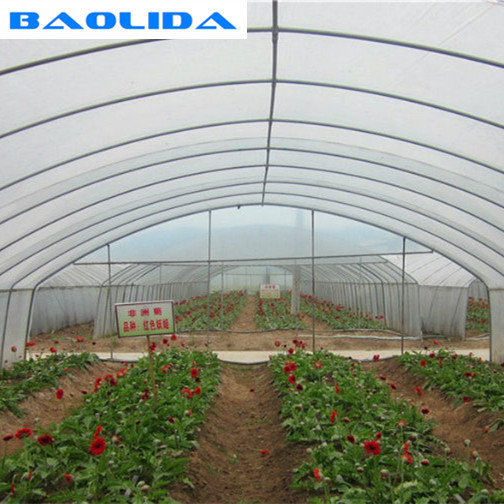 Quality Galvanized Steel Frame Greenhouse Grown Strawberries Simple Structure for sale