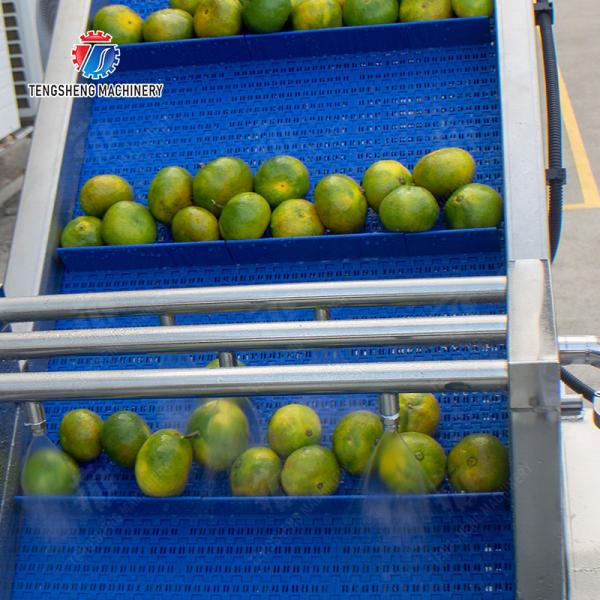 Quality Citrus cleaning production line Fruit Orange Wash Washer Washing Cleaning Dryer for sale