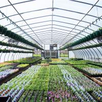 Quality Plastic Film Steel Frame Tunnel Greenhouse for Farm for sale