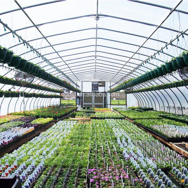 Quality Plastic Film Steel Frame Tunnel Greenhouse for Farm for sale