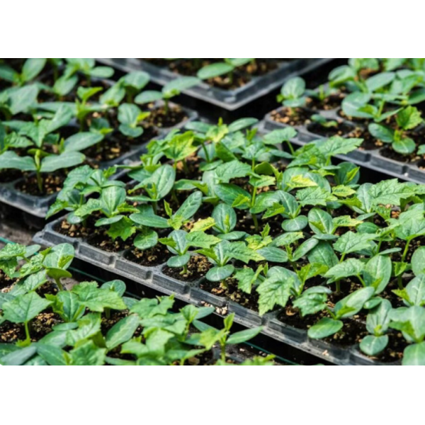 Quality seedling tray seed starter tray seedling starter tray for sale