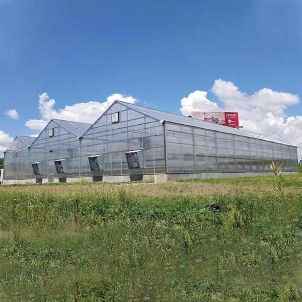 Quality Venlo Commercial Multi Span Steel Structure Polycarbonate Sheet Greenhouse for sale
