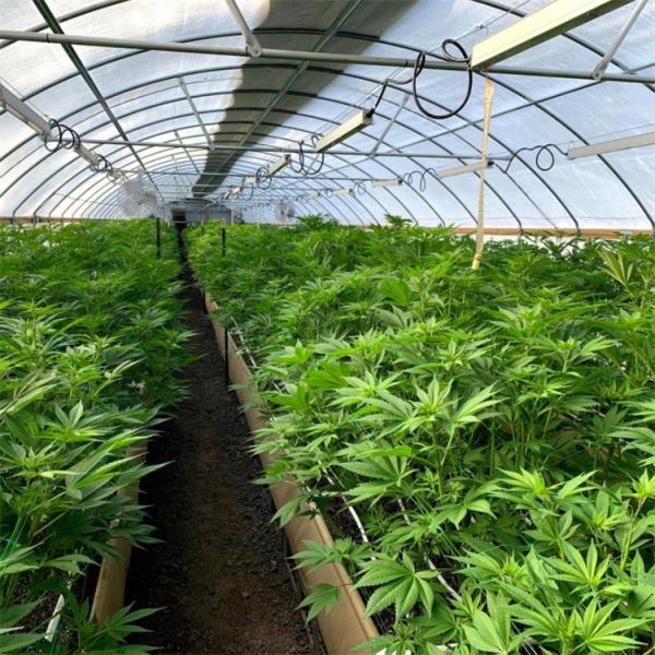 Quality Single Span Blackout Shading Light Deprivation Greenhouse 10-100M for sale