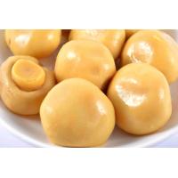 Quality 425g/200g High Grade Canned Champignon Mushroom in Brine for sale