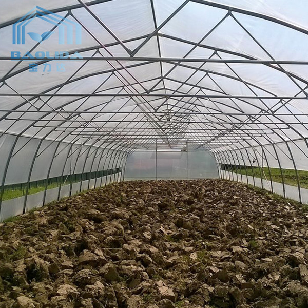 Quality Farming Singlespan Tunnel Greenhouse With Irrigation And Hydroponic Growing for sale