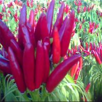 Quality Single Herb Bullet Red Chili with 2% Broken Rate for sale