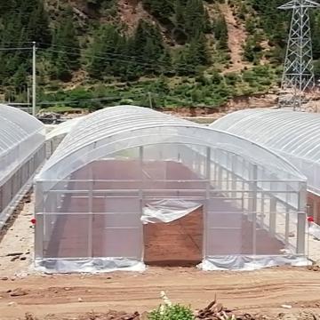 Double Arches Double Film Agricultural Growing 10X50m Single Span Greenhouse