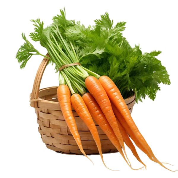 Quality Organic Red Orange Fresh Carrots Nutritious and Healthy Farm-Fresh Agricultural Produce for sale
