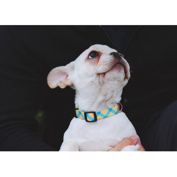 Quality XS Sunrise Polyester Dog Collar Accessories HiDREAM Profusion Martingale for sale