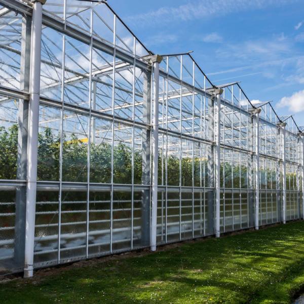 Quality Venlo Tempered Glass Panels Steel Frame Greenhouse Europe Automatic System for sale