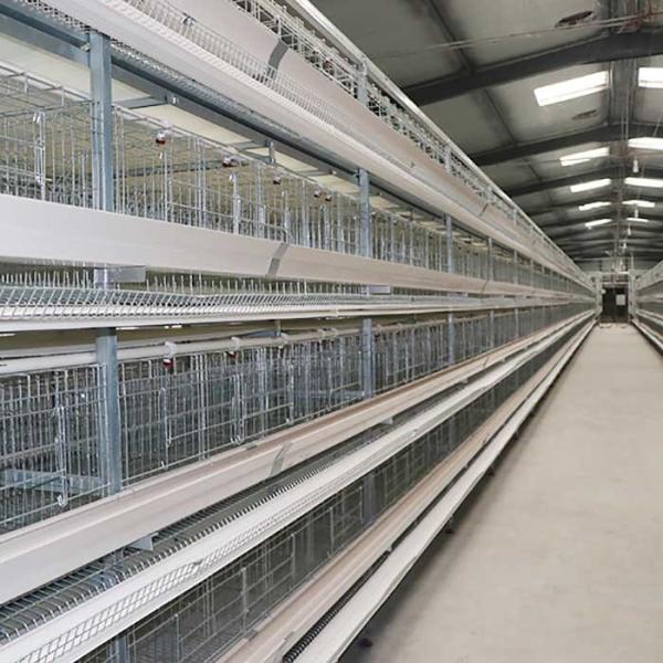 Quality Coop Rearing Poultry Farming Battery Cage System , A Type Layer Cages For for sale