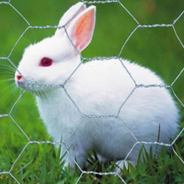 Quality High Quality Galvanized Hexagonal Mesh Fence Chicken Wire Mesh Rolls for sale