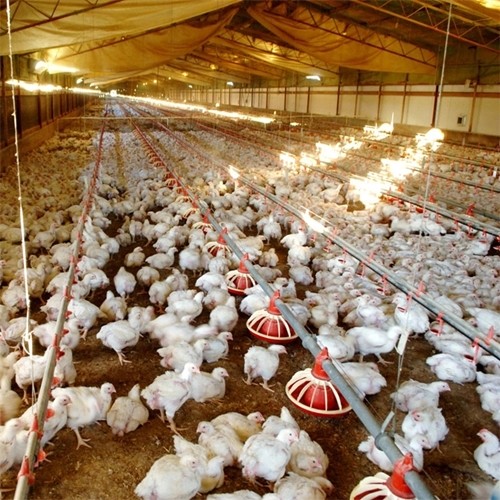Quality Broiler Breeder House Stainless Poultry Farm Equipment for sale