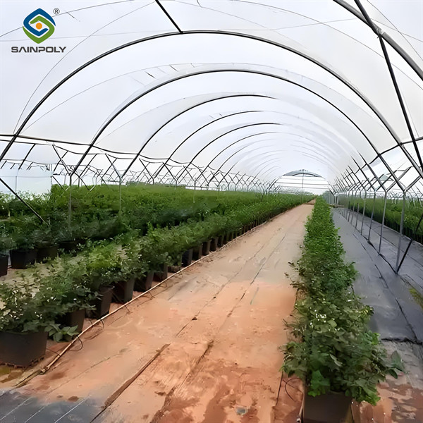Quality Galvanized Frame Strong Structure Blueberry Greenhouse Farming Single Layer for sale
