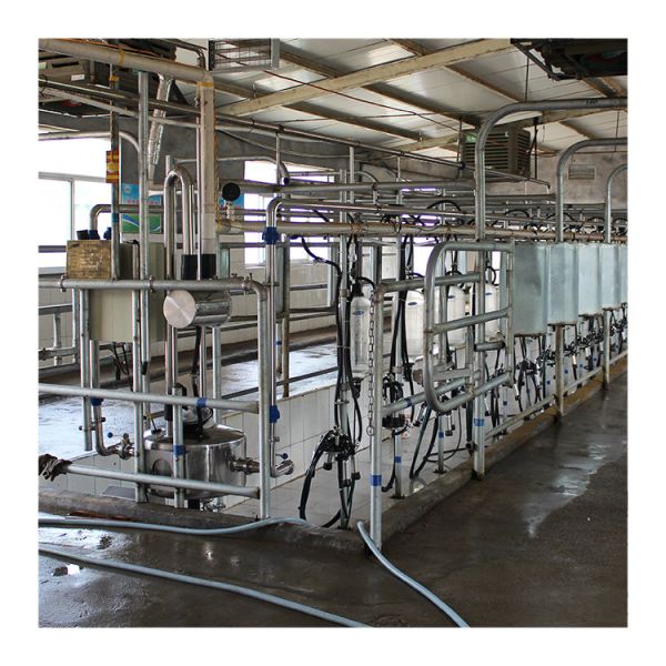 Quality Cow 60 points Herringbone Milking Parlor Automatic Clean for sale