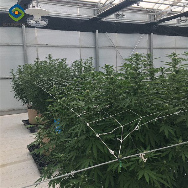 Quality SAINPOLY Interior Light Dep Greenhouse With Block Sunshine Systems for sale