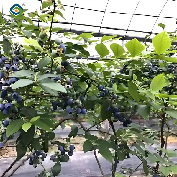 Quality Blueberry Planting Commercial Size Greenhouse With Concrete Base Foundation for sale