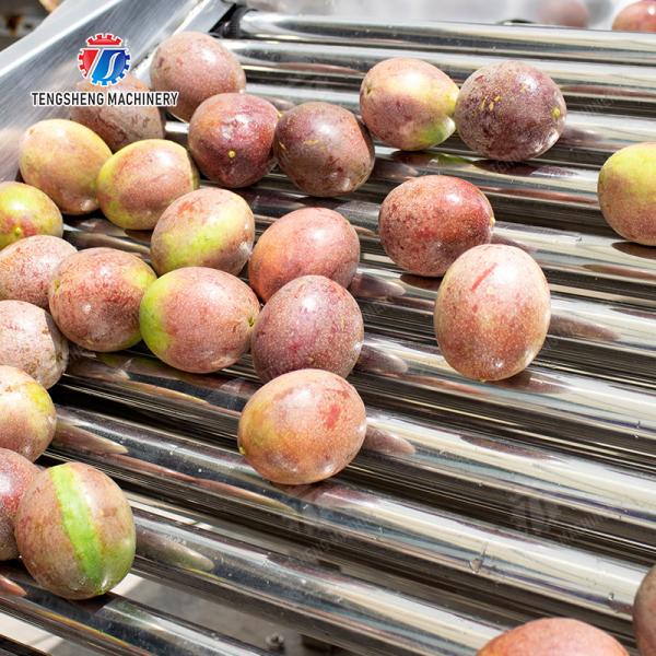 Quality Processing Production Inspecting Grading Fruit Vegetable Onions Saiko persimmon for sale