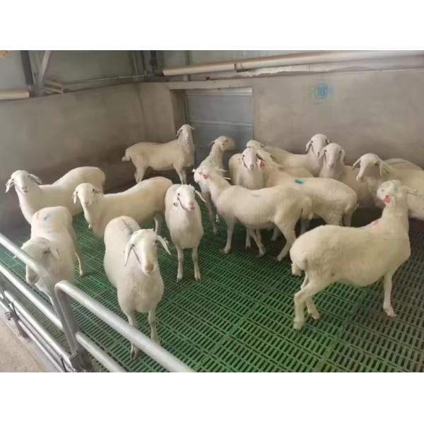 Quality High Strength Easy To Clean And Maintain GRP Floor Grating FRP Molded Pig for sale