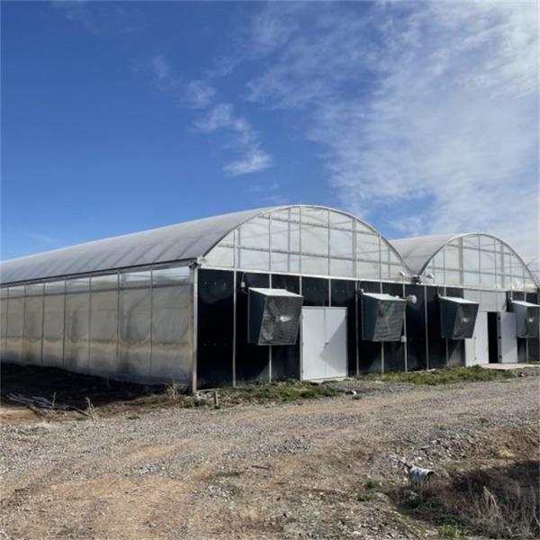 Quality Blackout System Polycarbonate Auto Light Dep Poly Greenhouses 30-60m for sale