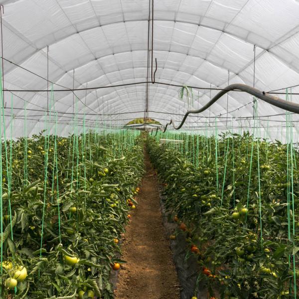 Quality Plastic Film Steel Frame Tunnel Greenhouse for Farm for sale