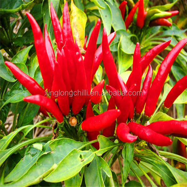 High Quality dried Henan Chaotian Chili Pepper wholesale