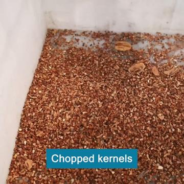 Quality 220V 100000 Pieces CE Approved Pecan Shelling Machine Up To 2T Output Each Hour for sale