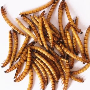 Quality Freeze Dried Worms - Dry and Cool Place Storage Tenebrio Molitor Parrot Bird for sale