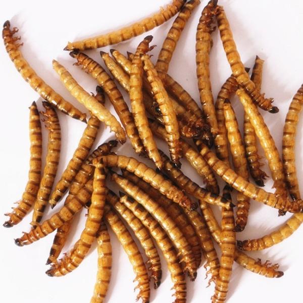 Quality Freeze Dried Worms - Dry and Cool Place Storage Tenebrio Molitor Parrot Bird Turtle Food for sale