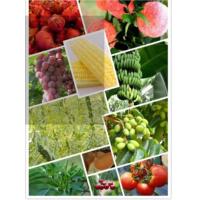 Quality 25057-89-0 Agrochemical Pesticides Herbicide Bentazone 95%TC for sale