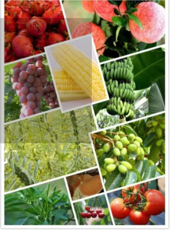 Quality 25057-89-0 Agrochemical Pesticides Herbicide Bentazone 95%TC for sale