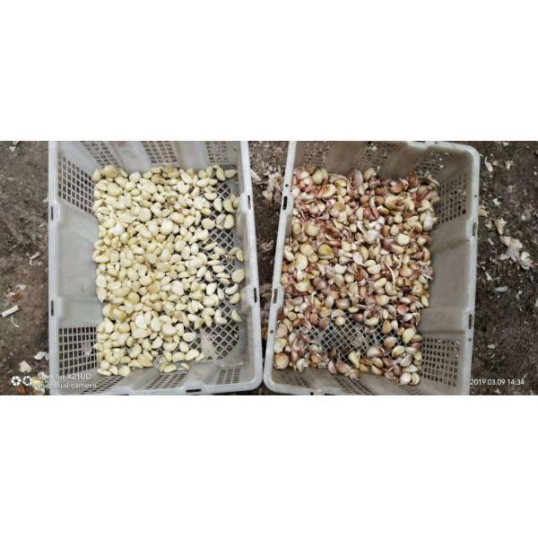 Quality 5400 Pixel High Accuracy CCD Rosehip Cherry Beans Sorting Machine Wifi Remote for sale