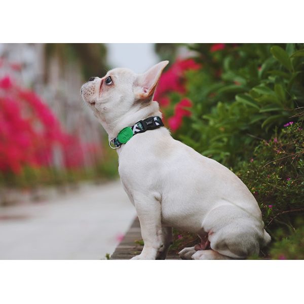 Quality No Pull Cactus Print Dog Collar Harness for sale