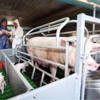 Quality Hot Dip Galvanized Steel Swine Farrowing Crates Cages Pig Farm for sale