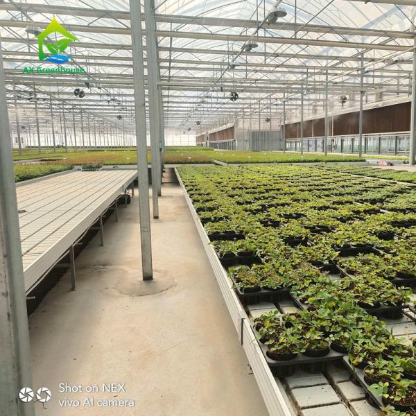 Quality Adjustable Greenhouse Rolling Benches 4x8 Ebb And Flow Table for sale
