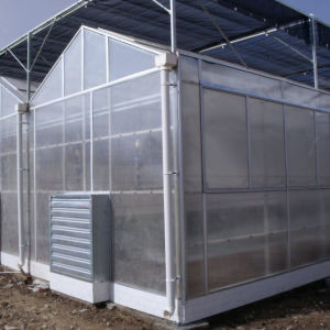 Quality Venlo Type Greenhouse for sale