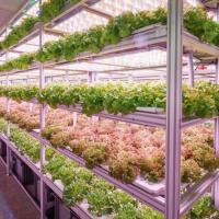Quality Reefer Container Greenhouse For Leaf Vegetable Smart Container Greenhouse for sale