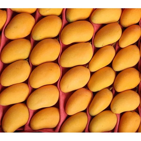 Quality Automatic Mango Puree Production Line 3t Per Hour High Capacity for sale