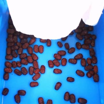 Quality Precise Red Dates Sorting Machine 380V Stainless Steel 1 T/H Intelligent for sale