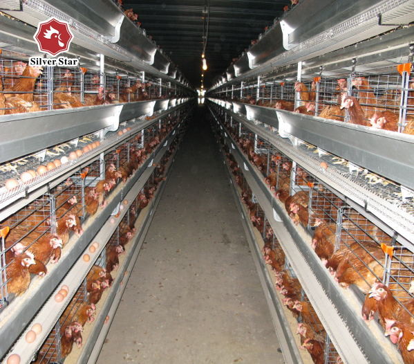 Quality 4 Tiers Raise More Chickens Automatic A Type Battery Egg Layer Chicken Cages for sale