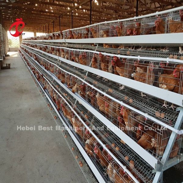 Quality Angle Bar Frame Poultry Battery Cage System H Type Layer Chicken Cage Africa for sale