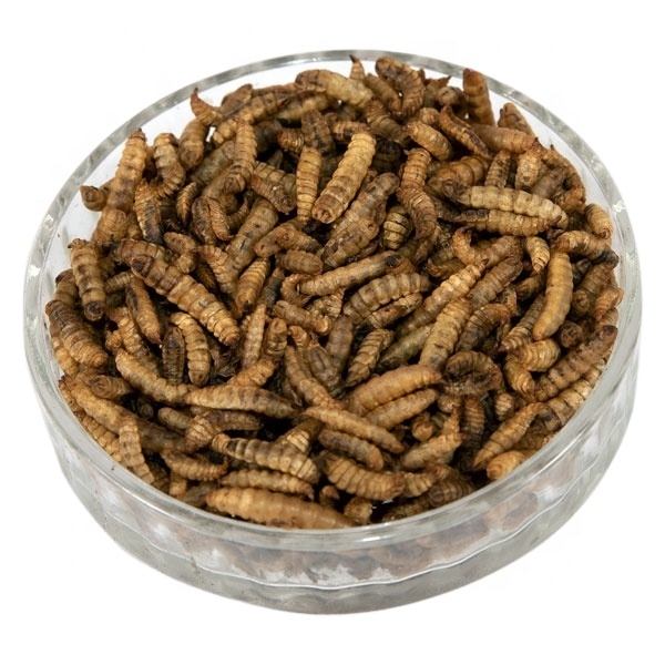 Quality Cool And Dry Place 3-5cm Black Soldier Fly Larvae Dried for sale