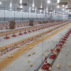 Quality Broiler Breeder Automated Poultry Feeding System for sale