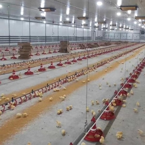 Quality Broiler Breeder Automated Poultry Feeding System for sale