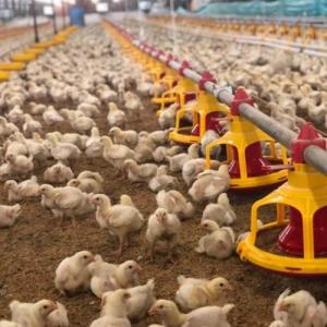 Quality Farm Breeder Houses Male Broiler Chicken Equipment for sale
