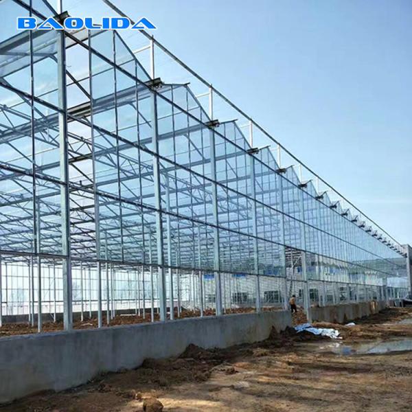 Quality Multi Span Galvanized Steel Frame Glass Covering Venlo Glass Greenhouse for sale
