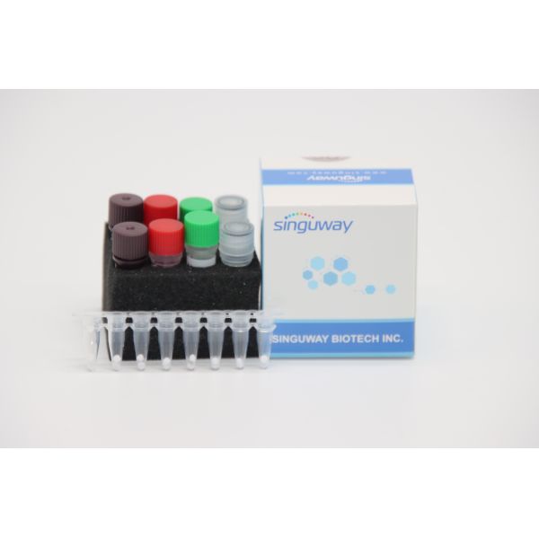 Quality IVD Quantitative Rapid RT PCR Kit For Avian Influenza A Virus H7N9 Virus for sale
