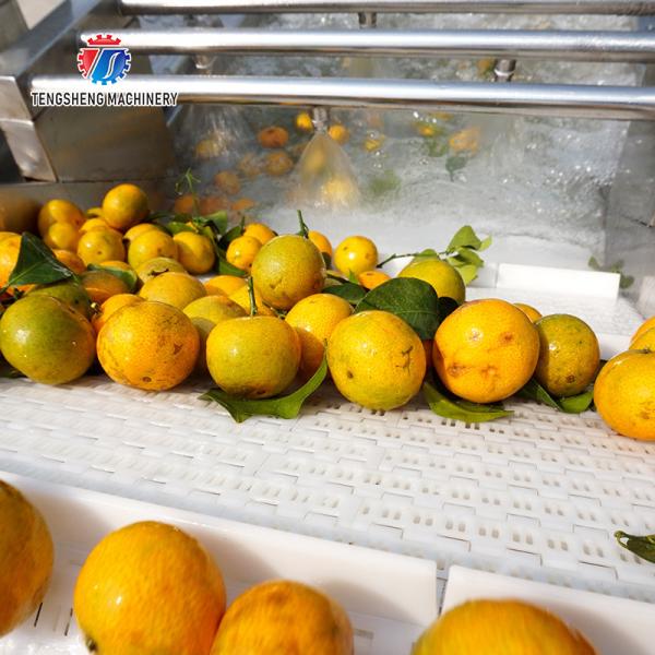 Quality 240KG Coriander Dandelions Vegetable Washing Line , ozone generator Fruit And for sale
