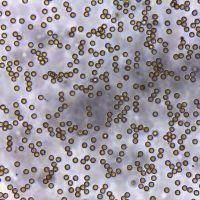 Quality 5μm Streptavidin Magnetic Beads For Probe Capture 10 mg / mL 100 mL for sale